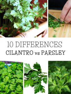 Coriander vs Parsley: 10 Differences between parsley and cilantro - SimplyBeyondHerbs