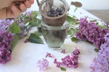 Lilac Tea Recipe from Fresh Lilac Flowers - SimplyBeyondHerbs