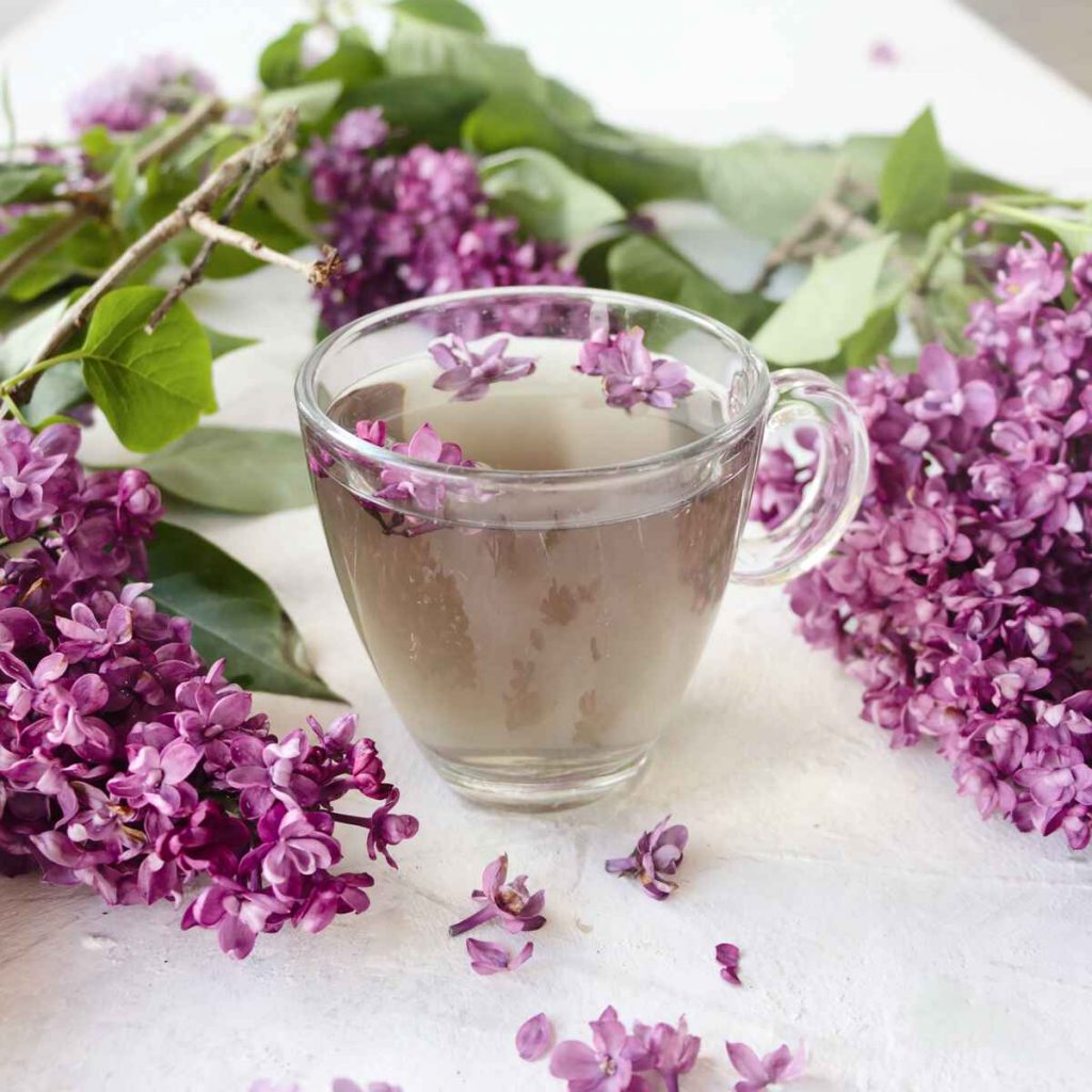 Lilac Tea Recipe from Fresh Lilac Flowers - SimplyBeyondHerbs