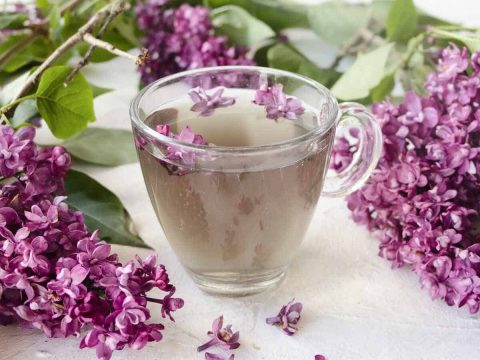 Lilac Tea Recipe from Fresh Lilac Flowers - SimplyBeyondHerbs