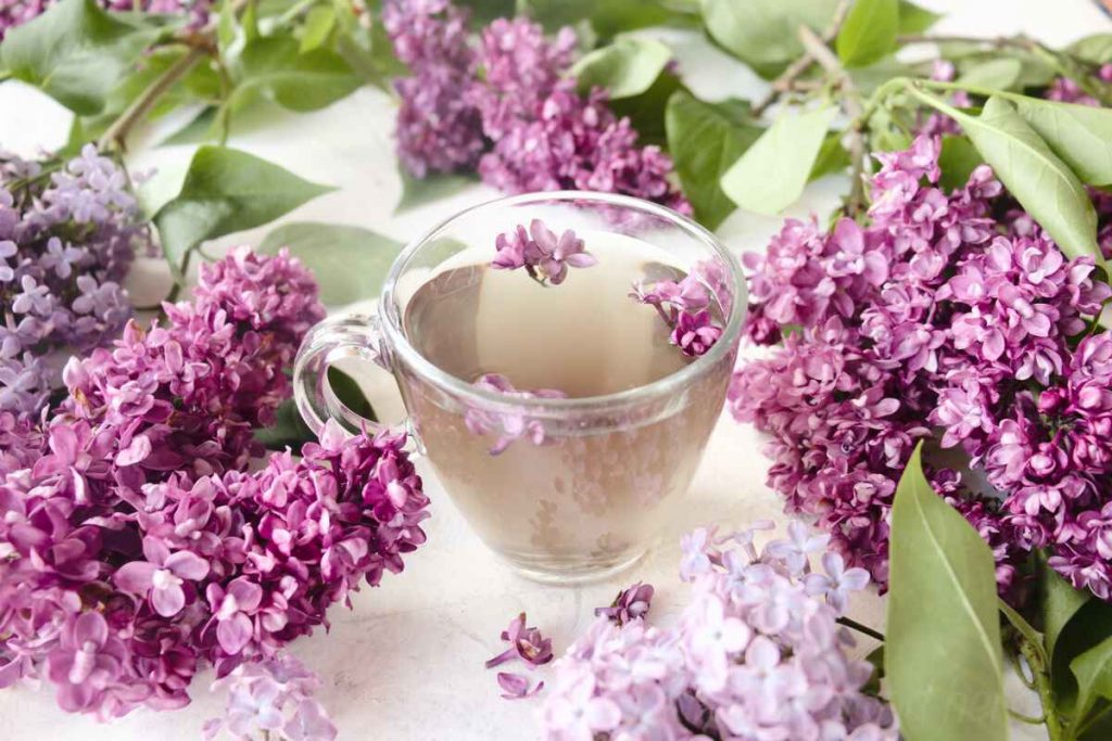 Lilac Tea Recipe from Fresh Lilac Flowers - SimplyBeyondHerbs