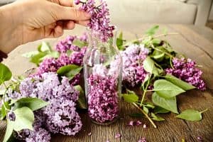 Lilac Tea Recipe from Fresh Lilac Flowers - SimplyBeyondHerbs