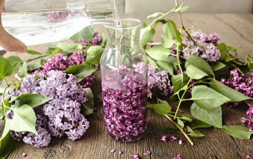 Lilac Tea Recipe from Fresh Lilac Flowers - SimplyBeyondHerbs