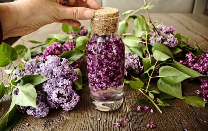 Lilac Tea Recipe from Fresh Lilac Flowers - SimplyBeyondHerbs