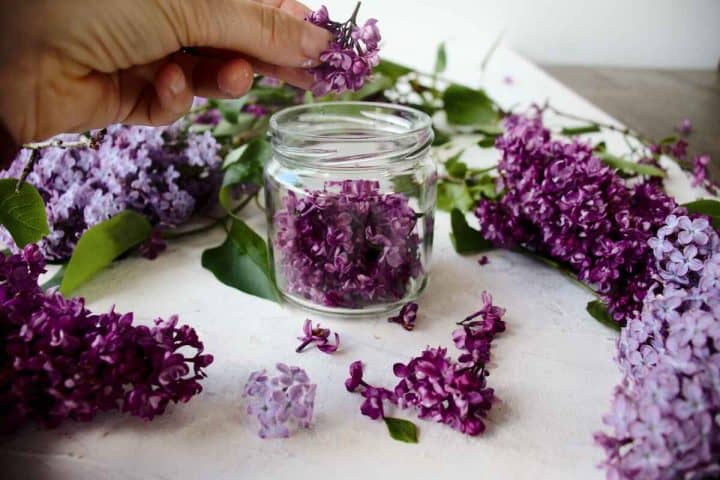 Lilac Tea Recipe from Fresh Lilac Flowers - SimplyBeyondHerbs