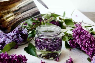 Lilac Tea Recipe from Fresh Lilac Flowers - SimplyBeyondHerbs