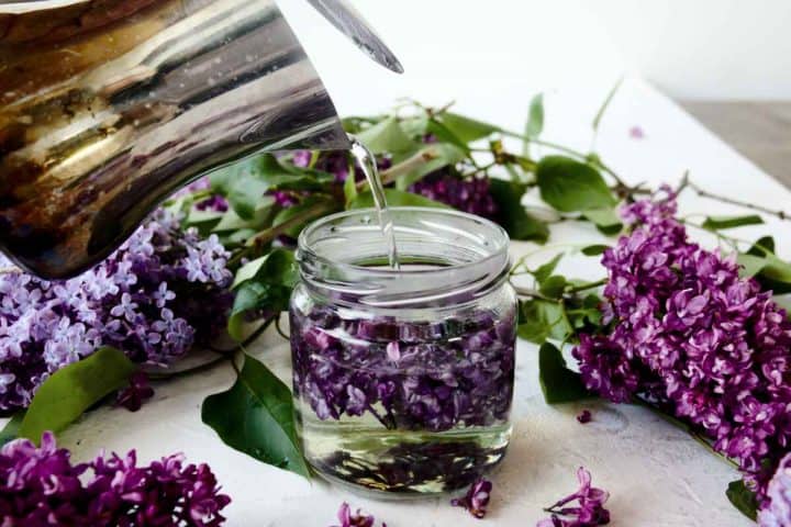 Lilac Tea Recipe from Fresh Lilac Flowers - SimplyBeyondHerbs
