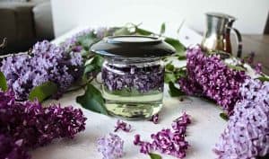 Lilac Tea Recipe from Fresh Lilac Flowers - SimplyBeyondHerbs