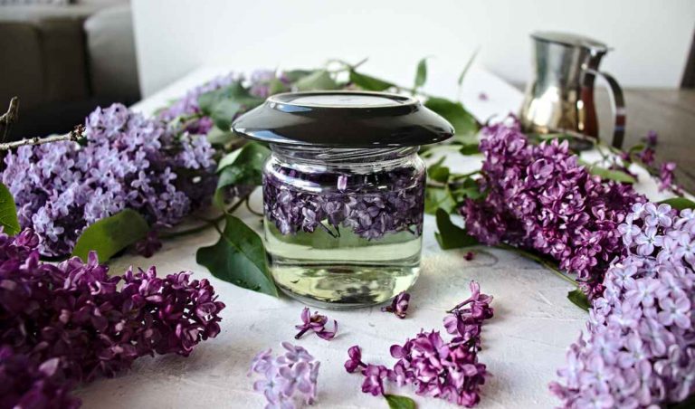 Lilac Tea Recipe from Fresh Lilac Flowers - SimplyBeyondHerbs
