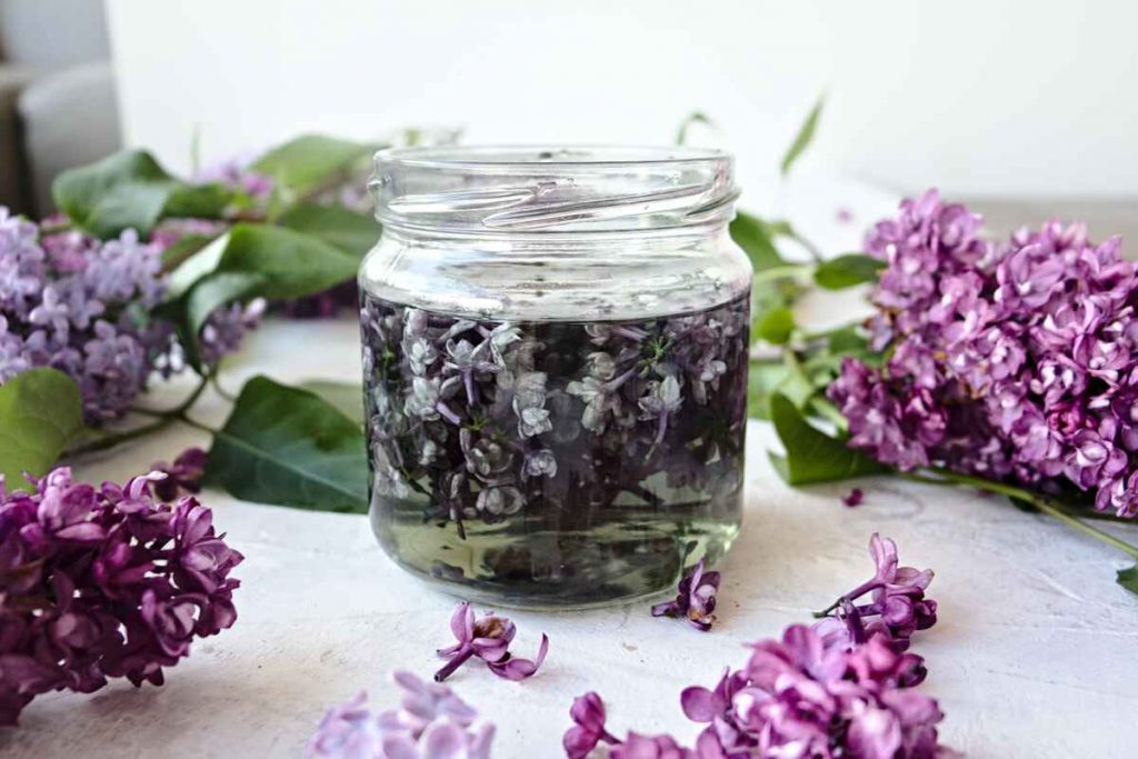 Lilac Tea Recipe from Fresh Lilac Flowers - SimplyBeyondHerbs