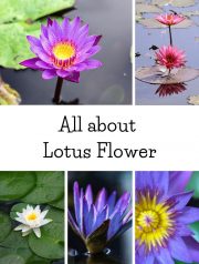 Meaning and Symbolism of the Lotus Flower. - SimplyBeyondHerbs