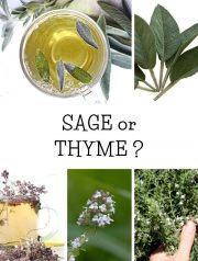 Thyme and Sage: From Kitchen to Medicine Cabinet - SimplyBeyondHerbs