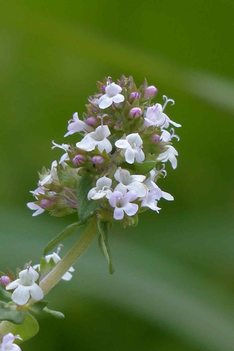 Thyme and Sage: From Kitchen to Medicine Cabinet - SimplyBeyondHerbs