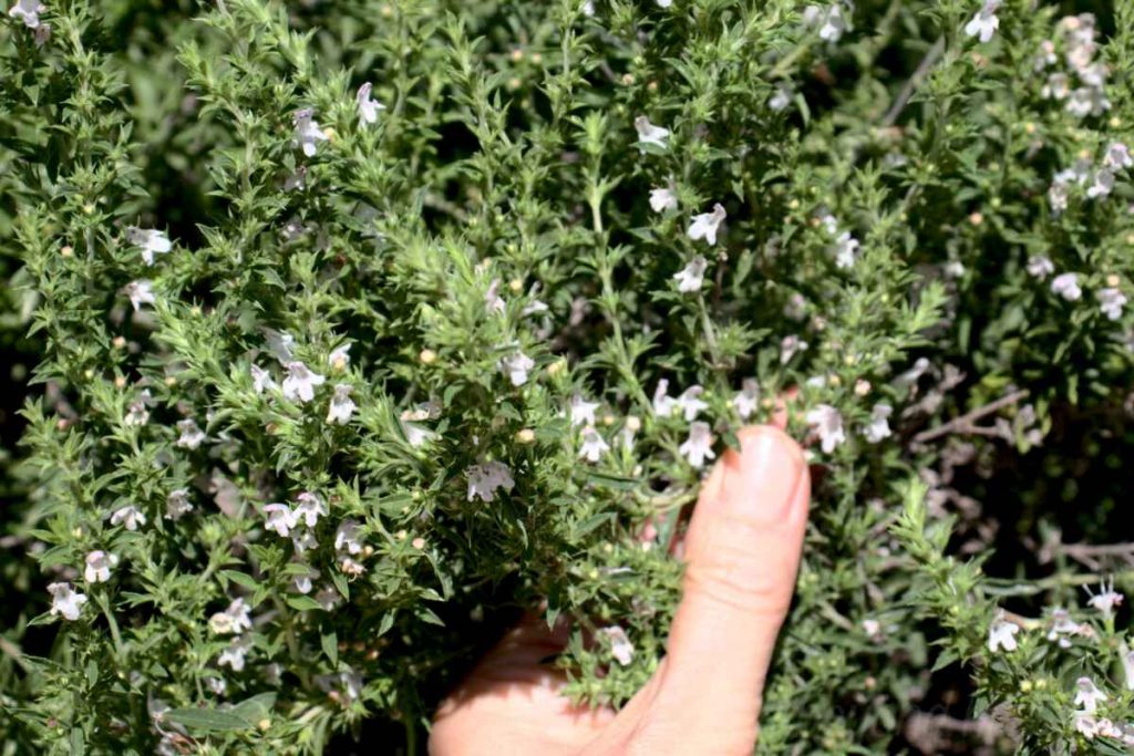 Thyme and Sage: From Kitchen to Medicine Cabinet - SimplyBeyondHerbs