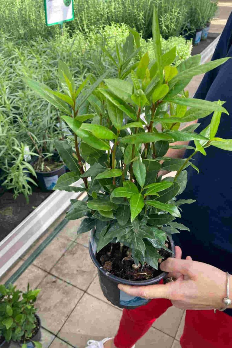 How to Make Bay Leaf Tea with Benefits. - SimplyBeyondHerbs