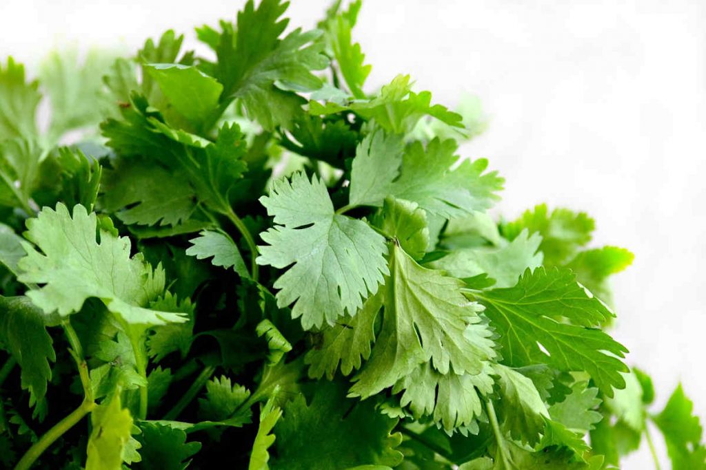Coriander vs Parsley: 10 Differences between parsley and cilantro ...