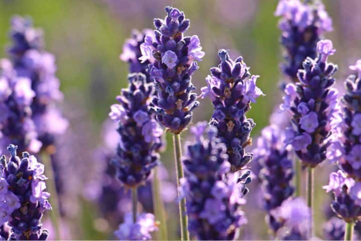 Lavandin vs Lavender: Find Out 10 Differences. - SimplyBeyondHerbs