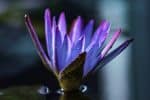 Meaning and Symbolism of the Lotus Flower. - SimplyBeyondHerbs