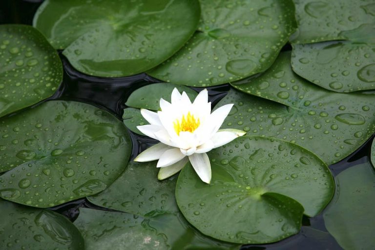 Meaning and Symbolism of the Lotus Flower. - SimplyBeyondHerbs