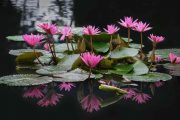 Meaning and Symbolism of the Lotus Flower. - SimplyBeyondHerbs