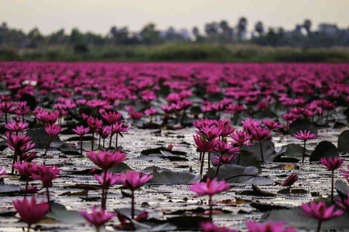 Meaning and Symbolism of the Lotus Flower. - SimplyBeyondHerbs