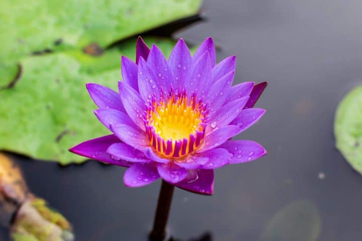 Meaning and Symbolism of the Lotus Flower. - SimplyBeyondHerbs