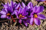 How to make Saffron water and its uses - SimplyBeyondHerbs