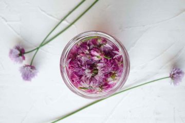 Make Chive Blossom Vinegar infusion. - SimplyBeyondHerbs