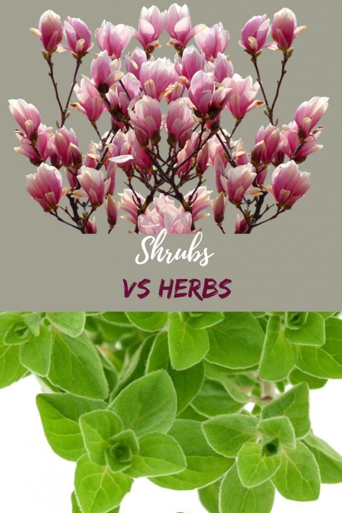 10 Differences between herbs and shrubs - SimplyBeyondHerbs