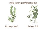 10 Differences between herbs and shrubs - SimplyBeyondHerbs