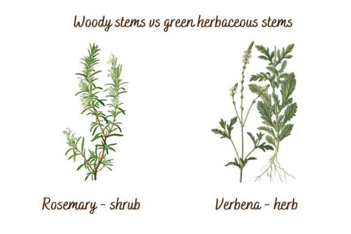 10 Differences between herbs and shrubs - SimplyBeyondHerbs