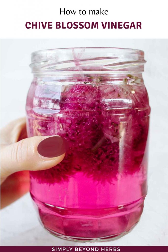 Make Chive Blossom Vinegar infusion. - SimplyBeyondHerbs