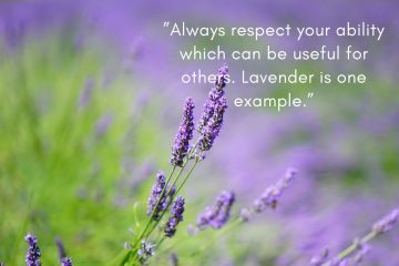 10 Lavender Flower Meanings and Symbolism - SimplyBeyondHerbs