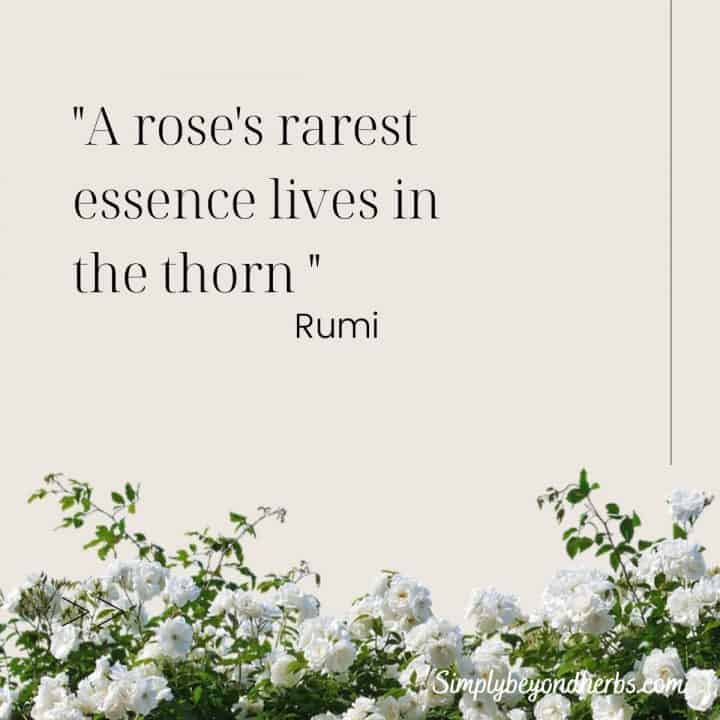 100 Best Rose Captions and Quotes for Instagram - SimplyBeyondHerbs