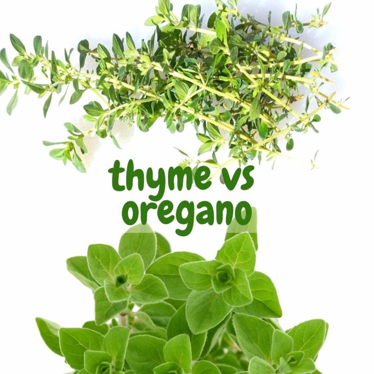 Thyme vs Oregano: 10 Key Differences - SimplyBeyondHerbs