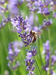 10 Lavender Flower Meanings and Symbolism - SimplyBeyondHerbs