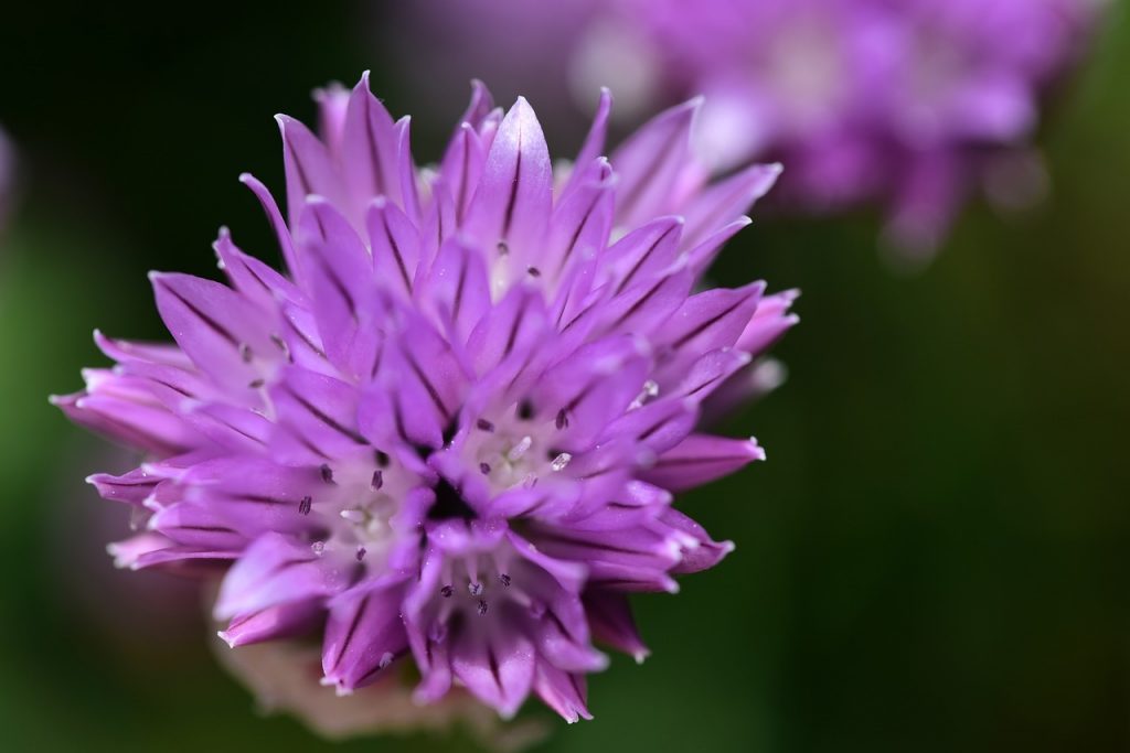 Make Chive Blossom Vinegar infusion. - SimplyBeyondHerbs