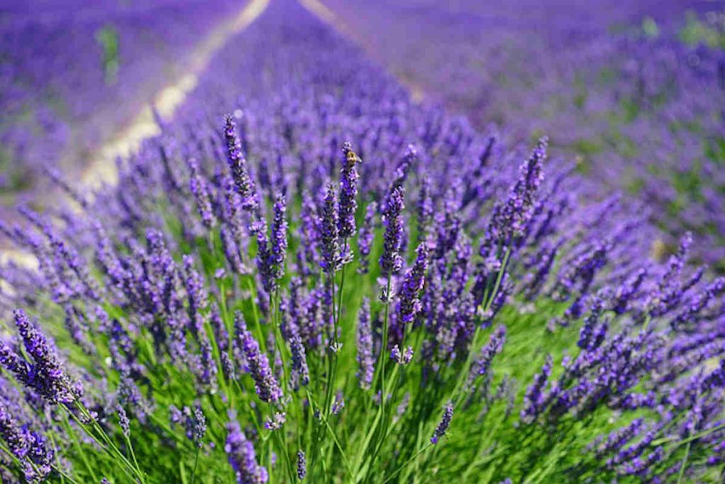 10 Lavender Flower Meanings and Symbolism - SimplyBeyondHerbs
