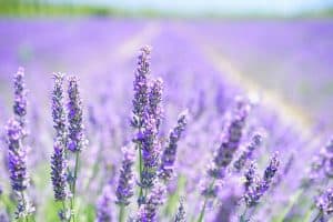 10 Lavender Flower Meanings and Symbolism - SimplyBeyondHerbs