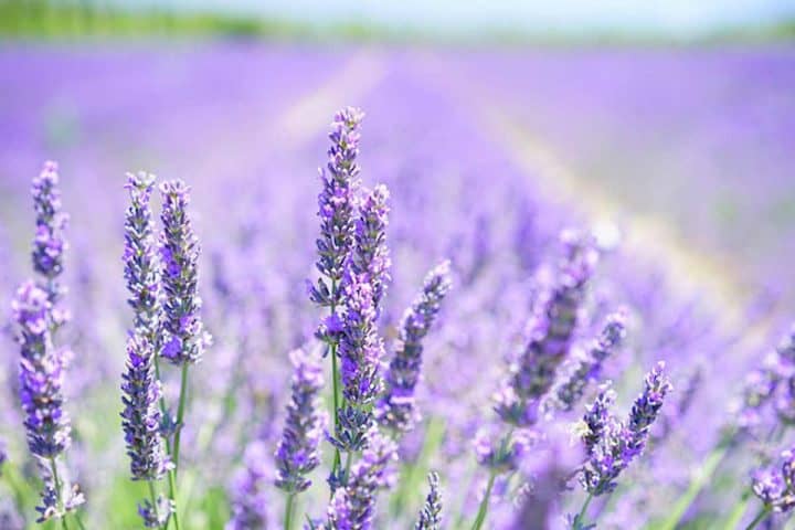 10 Lavender Flower Meanings and Symbolism - SimplyBeyondHerbs