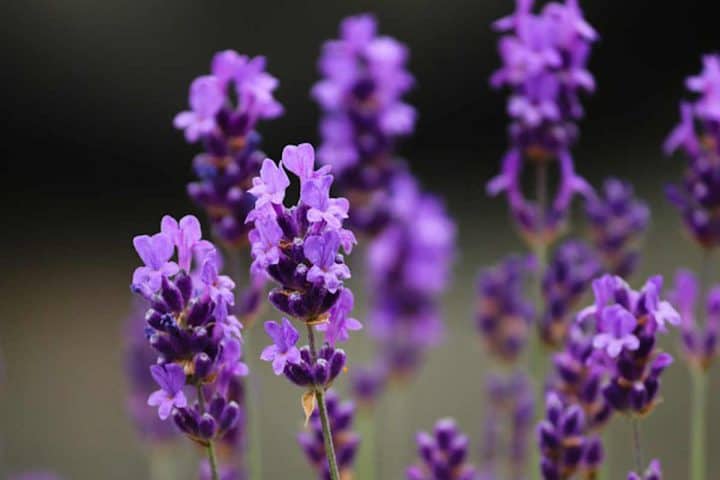 10 Lavender Flower Meanings and Symbolism - SimplyBeyondHerbs