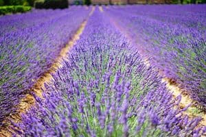 10 Lavender Flower Meanings and Symbolism - SimplyBeyondHerbs