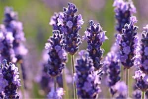 10 Lavender Flower Meanings and Symbolism - SimplyBeyondHerbs