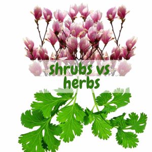 10 Differences between herbs and shrubs - SimplyBeyondHerbs