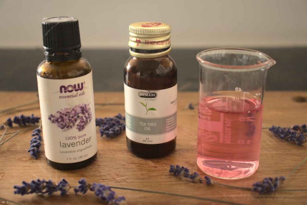 Homemade bed bug spray: get rid of bed bugs fast - SimplyBeyondHerbs