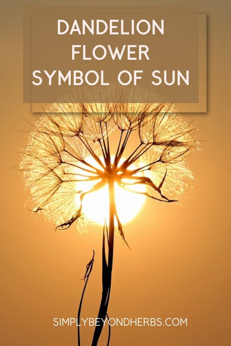 Dandelion Flower Meaning and Symbol of hope - SimplyBeyondHerbs