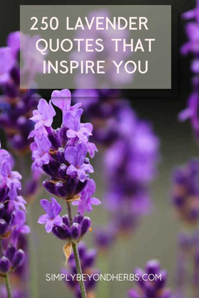 250 Best Lavender Quotes and Captions to Inspire you - SimplyBeyondHerbs