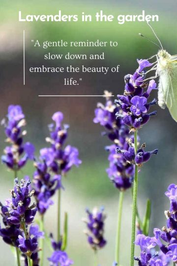 250 Best Lavender Quotes and Captions to Inspire you - SimplyBeyondHerbs