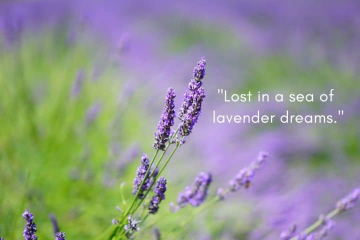 250 Best Lavender Quotes and Captions to Inspire you - SimplyBeyondHerbs