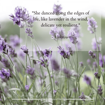 250 Best Lavender Quotes and Captions to Inspire you - SimplyBeyondHerbs